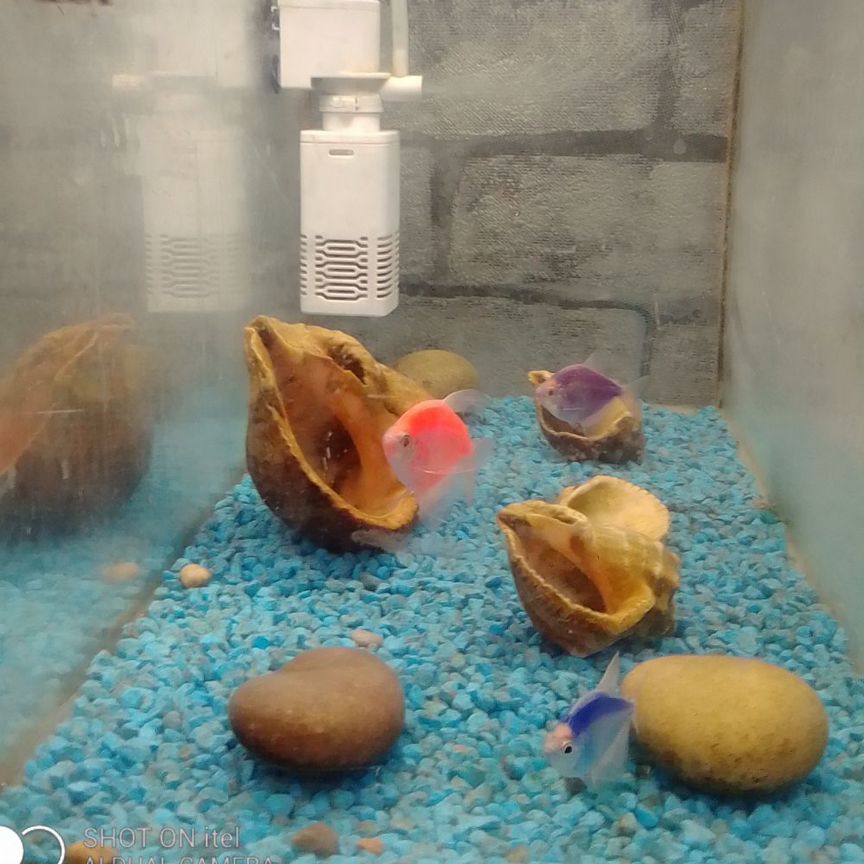 Аквариум с рыбками