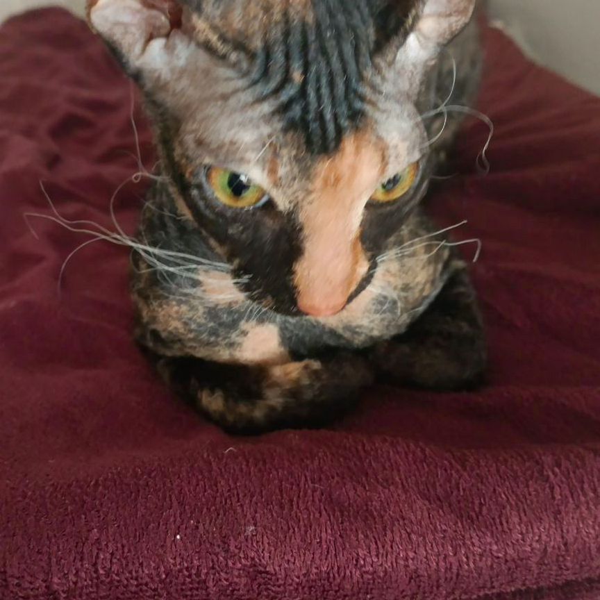 Донской свинкс