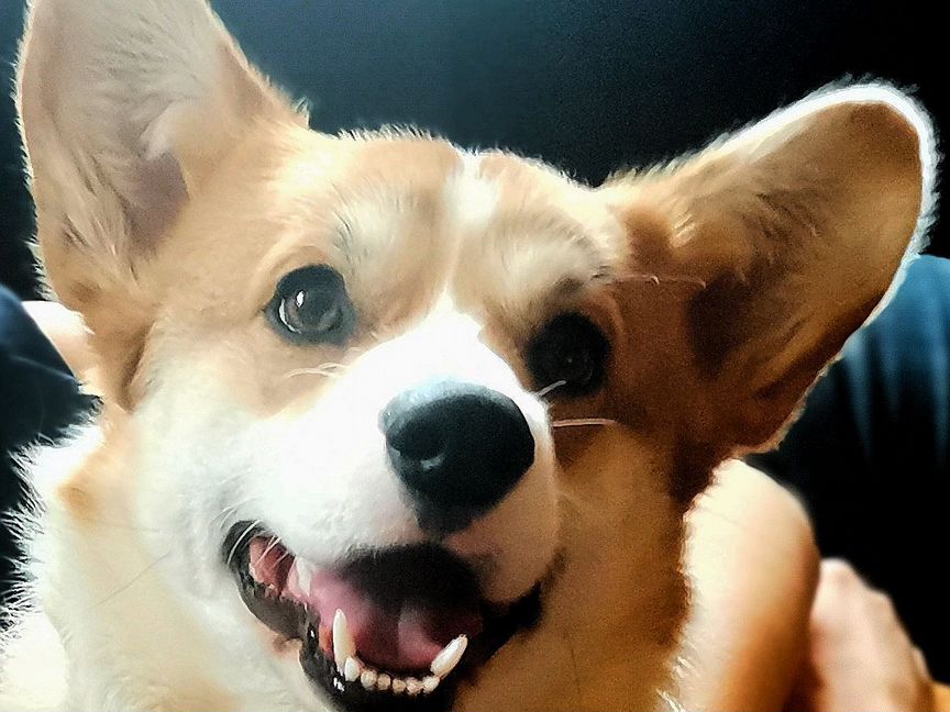 Мальчик Корги предлагается к вязке