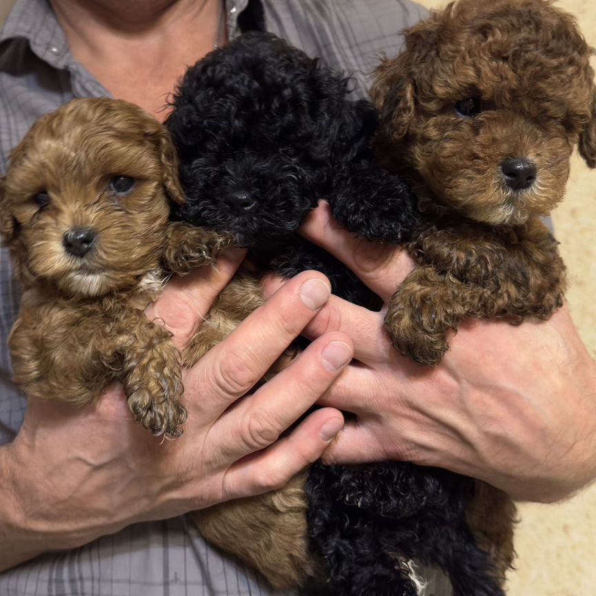 Мальтипу, щенок