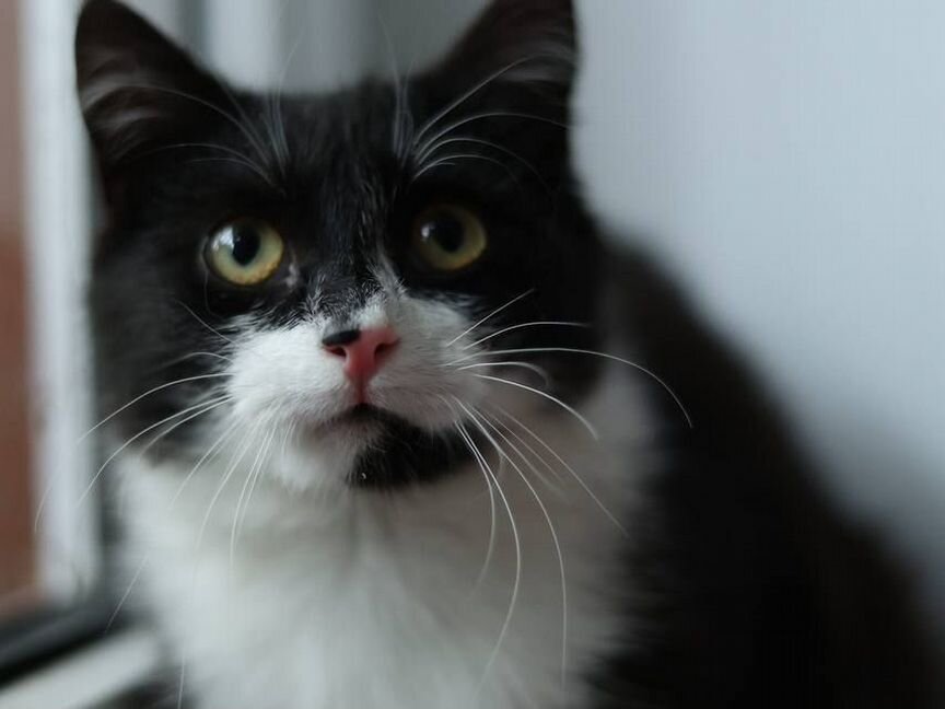 Хороший котенок мальчик в добрые руки