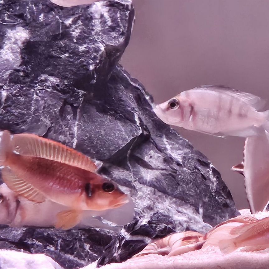 Лампрологус оцеллатус голд