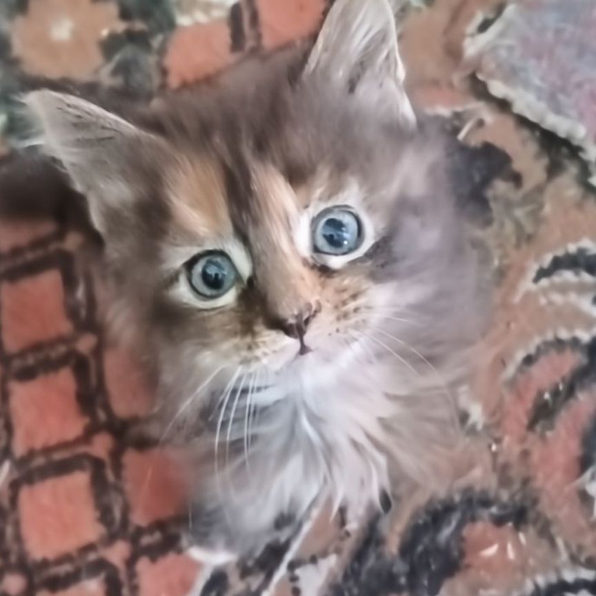 Мейн-кун котёнок