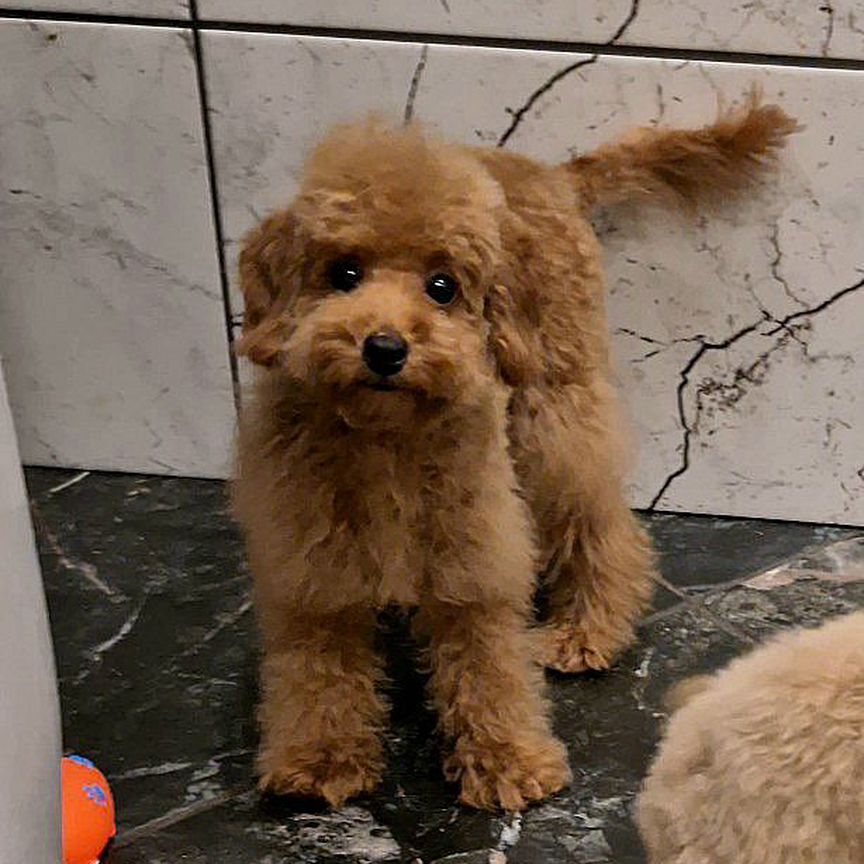 Той-пудель, щенок