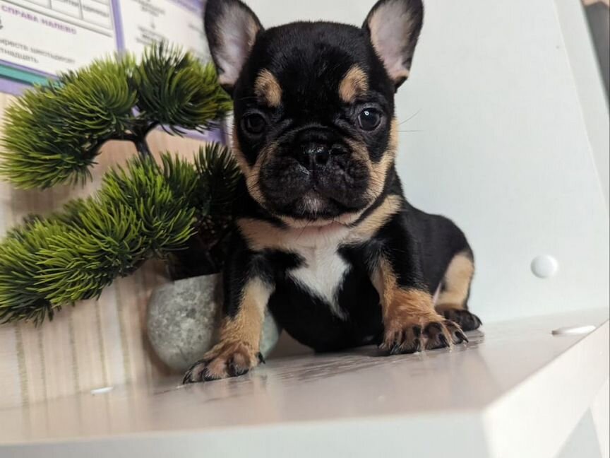 Французская красавица