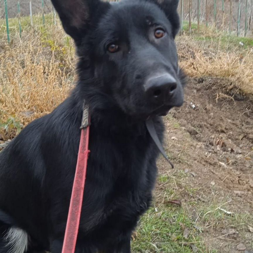Подросток нем. овчарки 6 мес. рабочего разведения