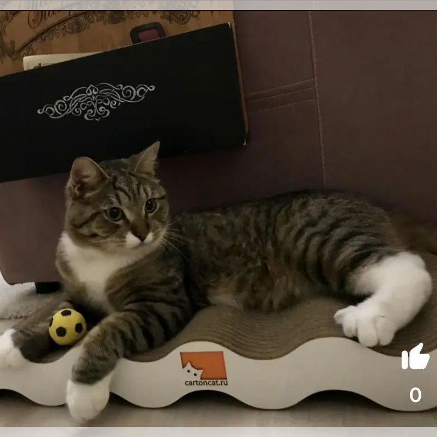 Когтеточка и лежанка