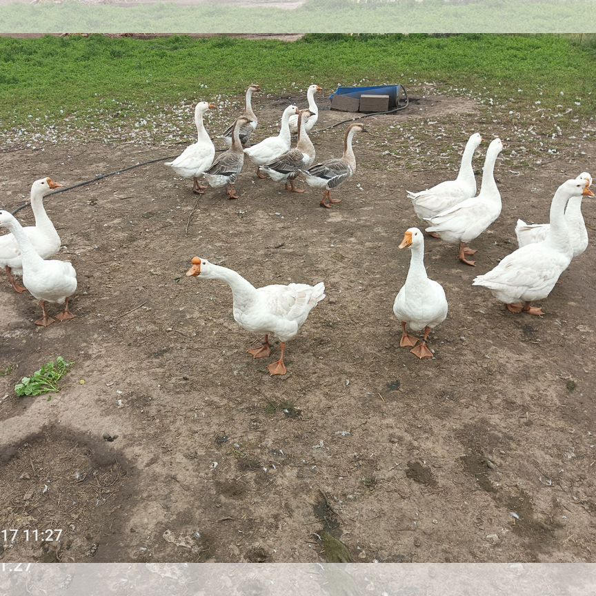 Гуси Линда, гибрид, стая