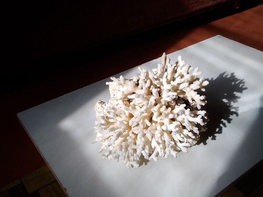 Коралл морской натуральный большой