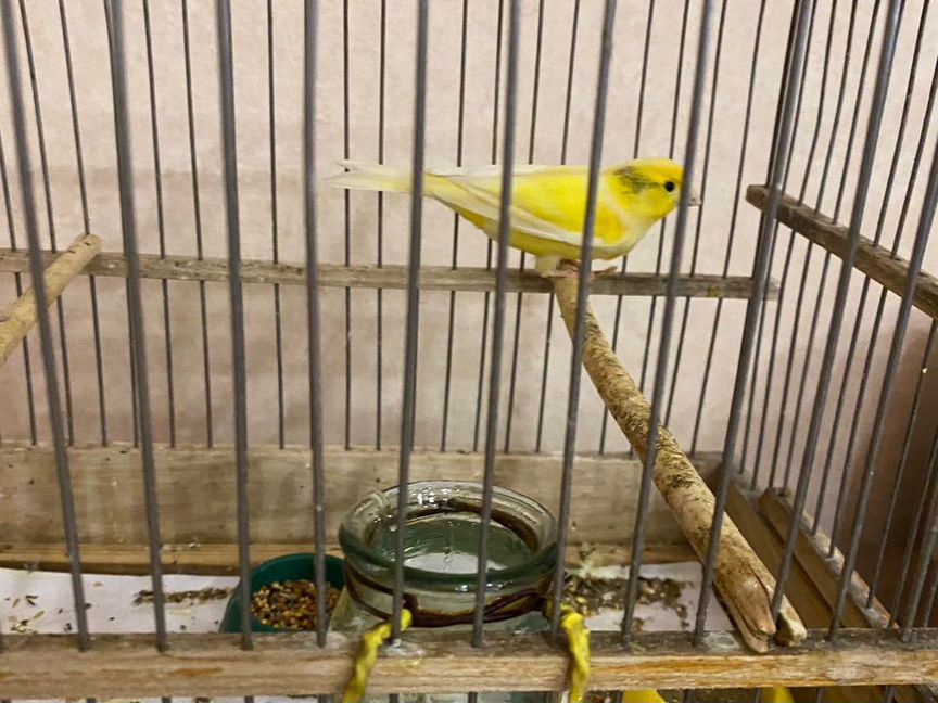 Канарейка кенар