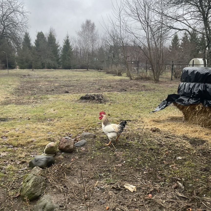 Петух на племя 8 месяцев