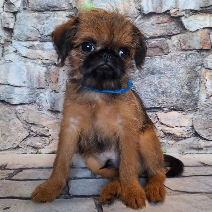 Щенок гриффона