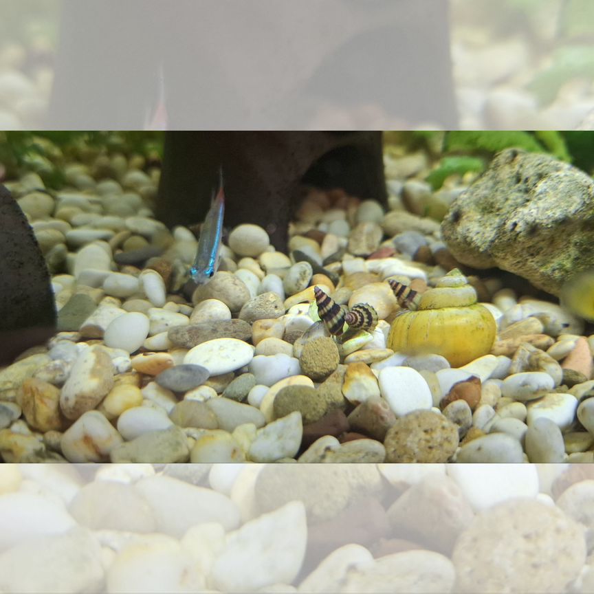 Улитки хилена