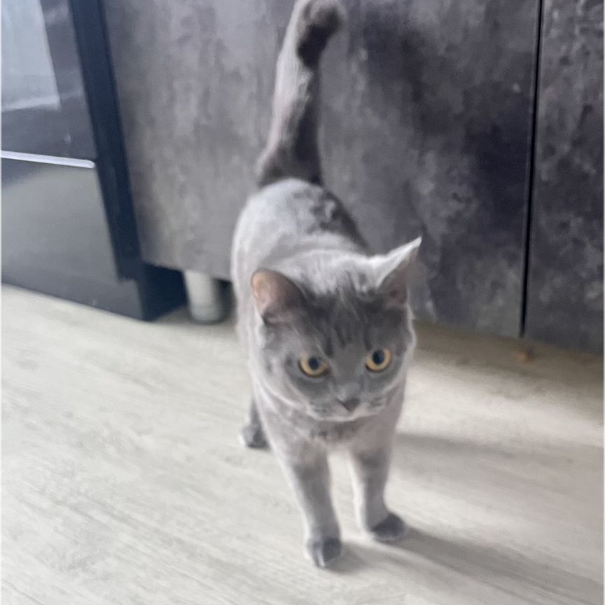 Шотландская прямоухая длинношёрстная, взрослая кошка