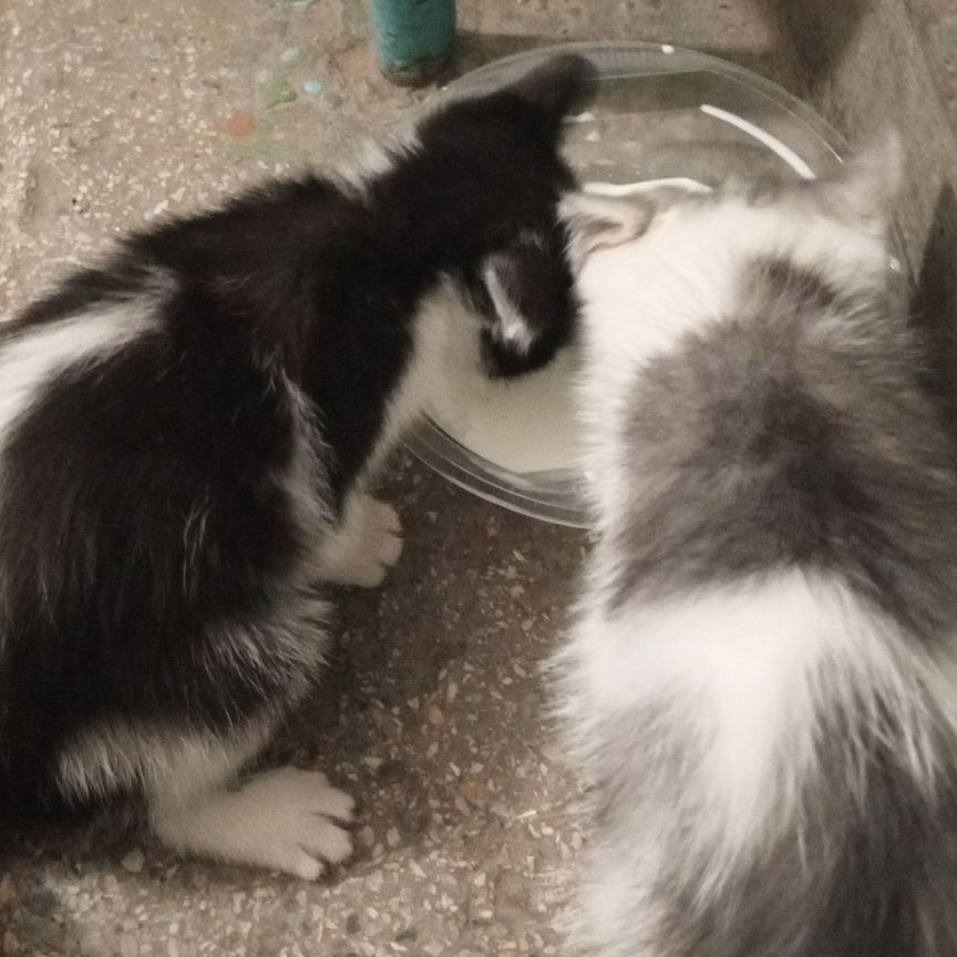 Отдам бесплатно двух котят