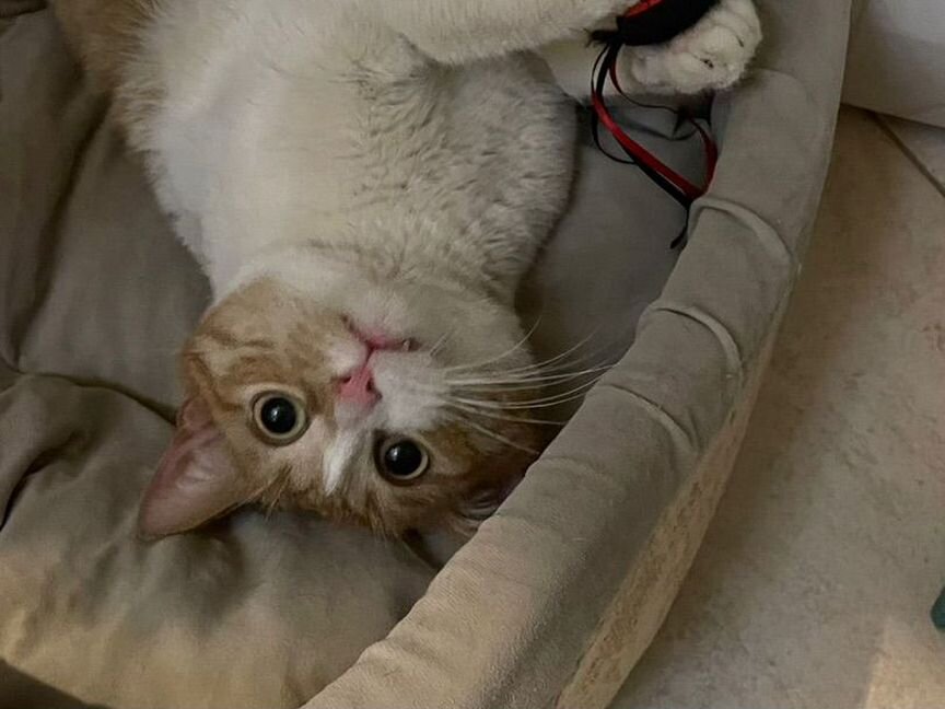 Отдам кота в добрые руки