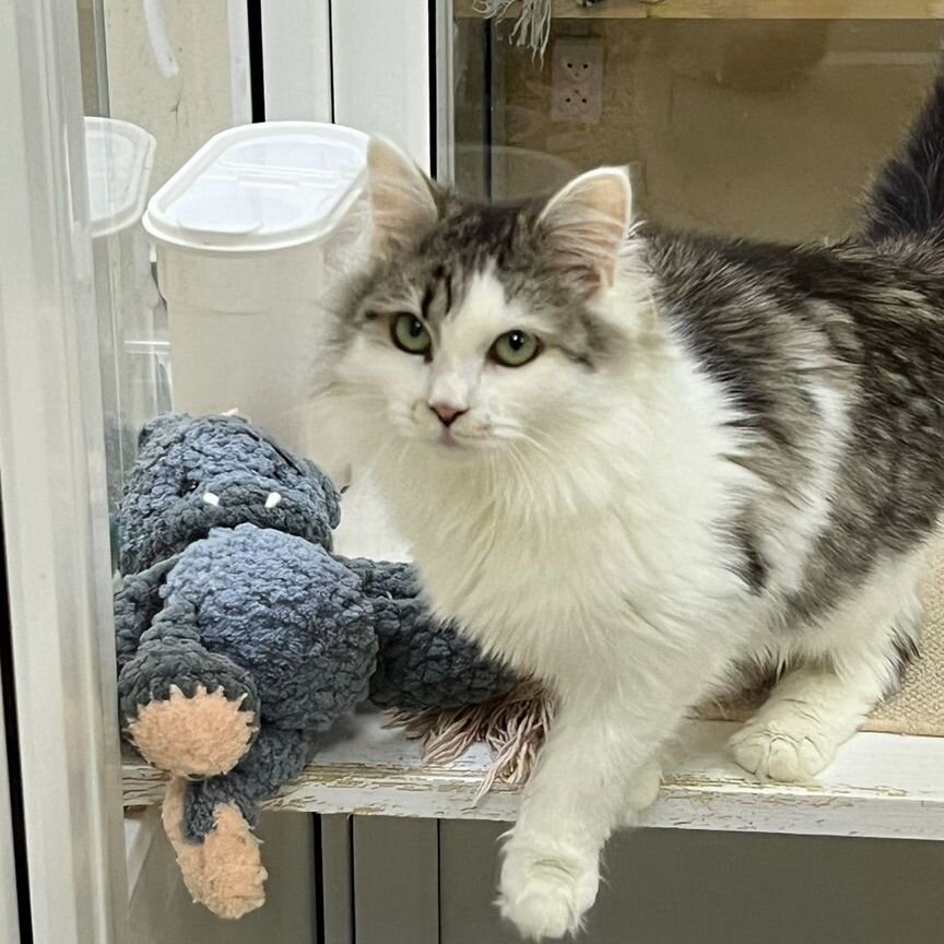 Вечный котёнок ищет семью