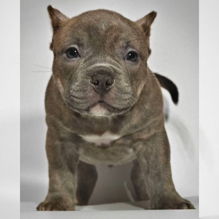 Американский булли, щенок