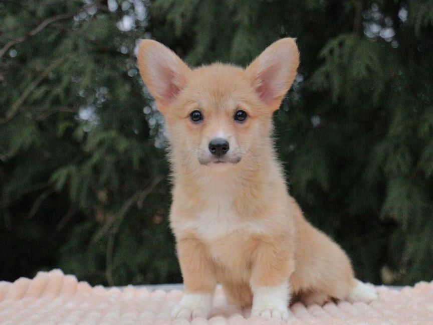 Щенки вельш корги пемброк