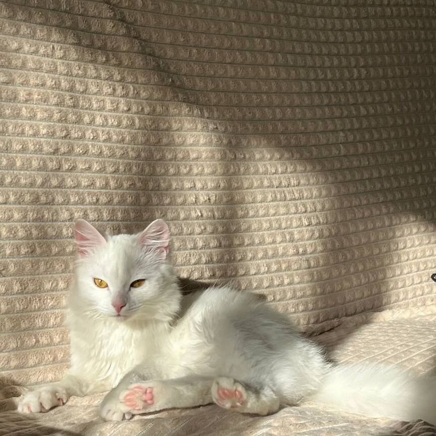 Котята в добрые руки бесплатно мальчик