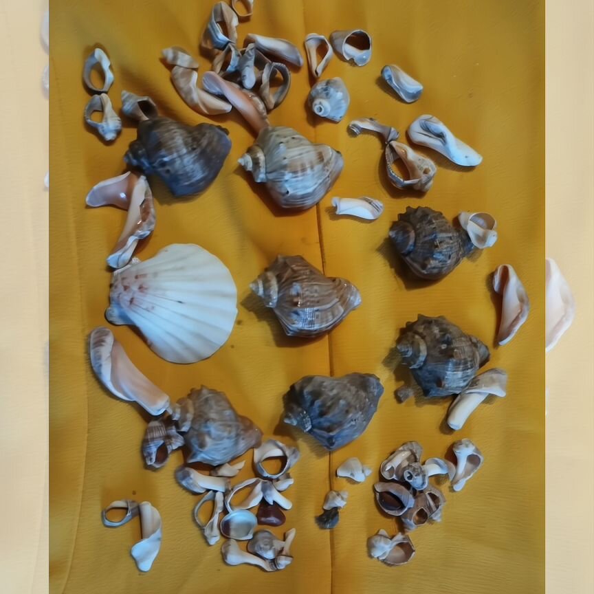 Ракушки для аквариума