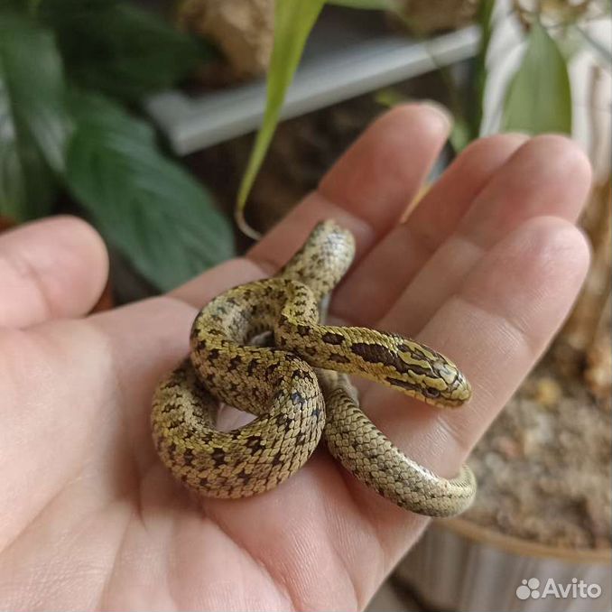 Узорчатый полоз разные морфы