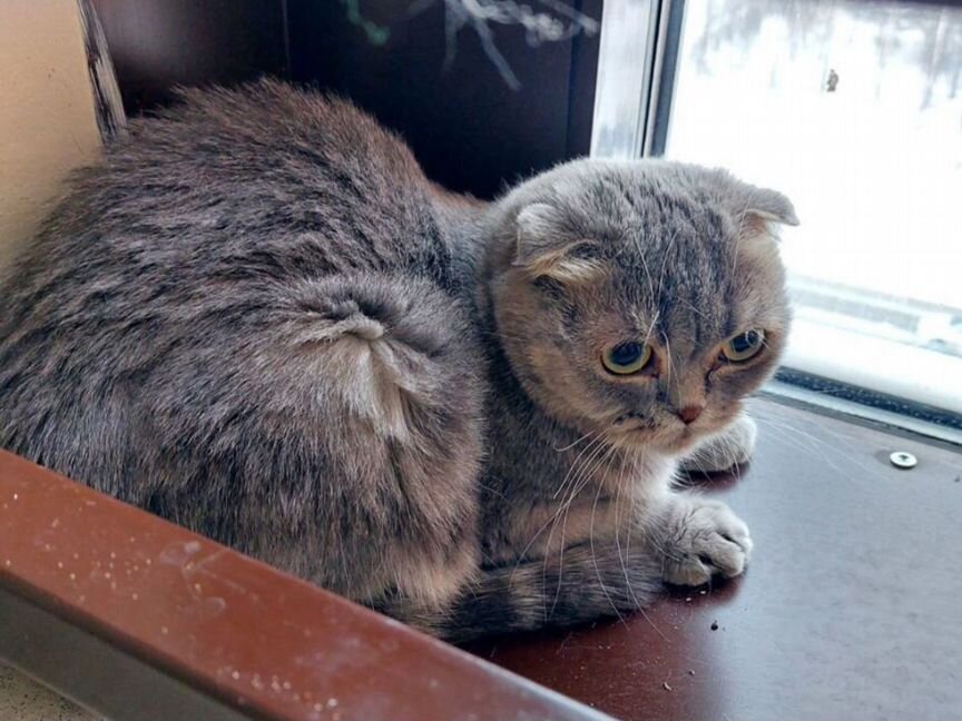 Шотландская вислоухая. Подкинули в подьезд