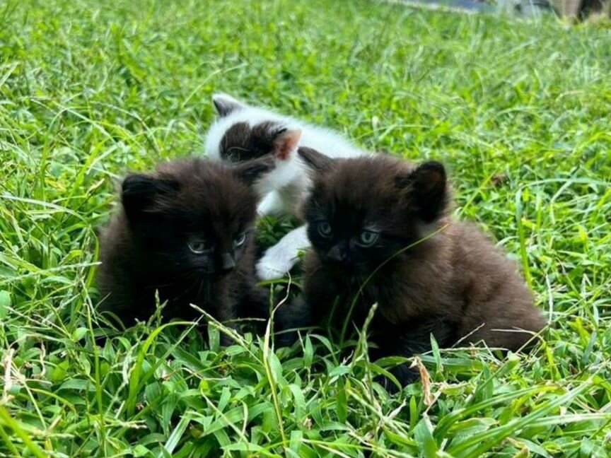 На половину шотландцы