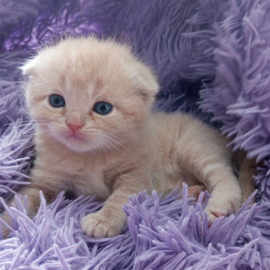 Шотландский вислоухий короткошёрстный котёнок