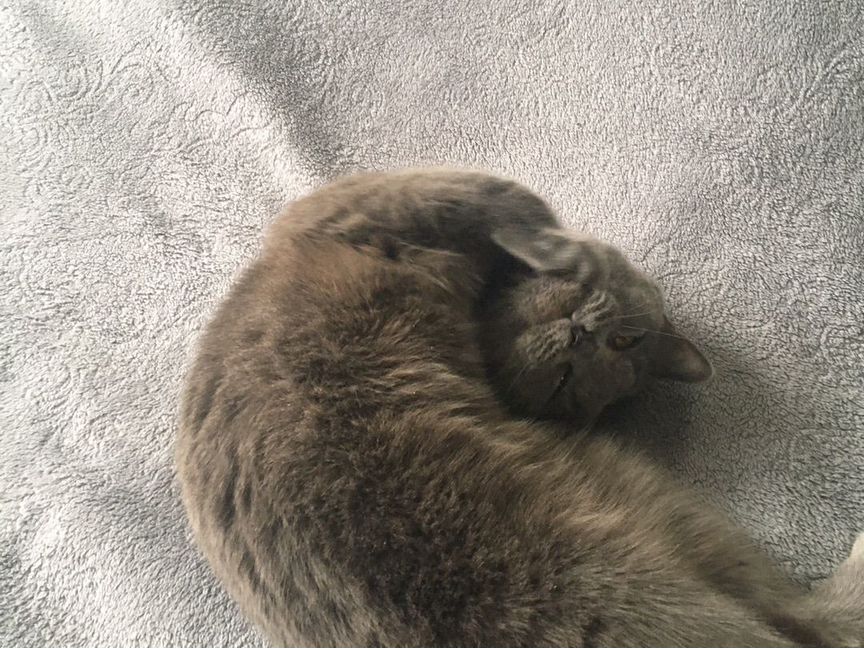 Кошки породистые бесплатно