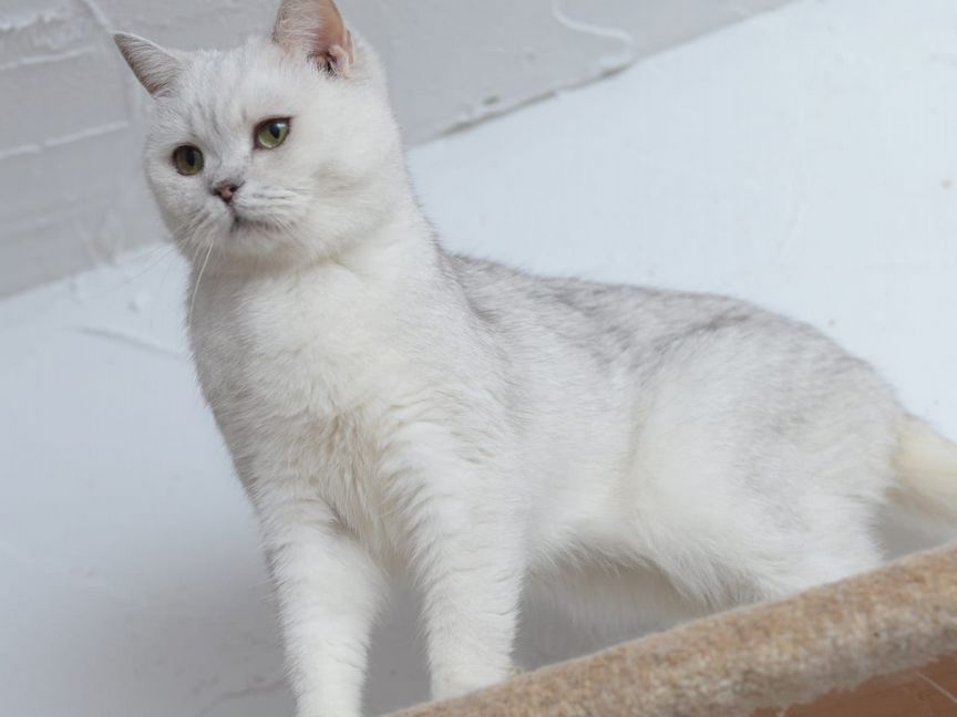 Кошки в добрые руки бесплатно