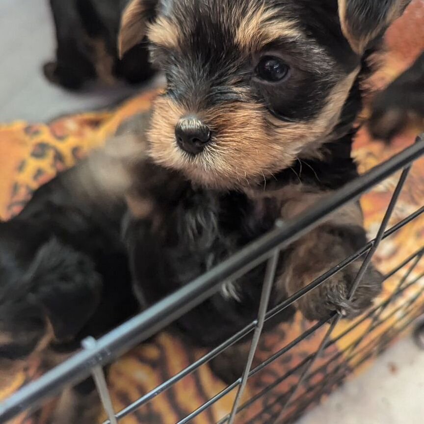 Йоркширский терьер щенки