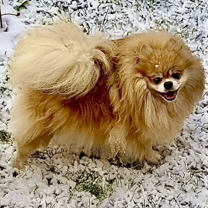 Померанский шпиц, щенок