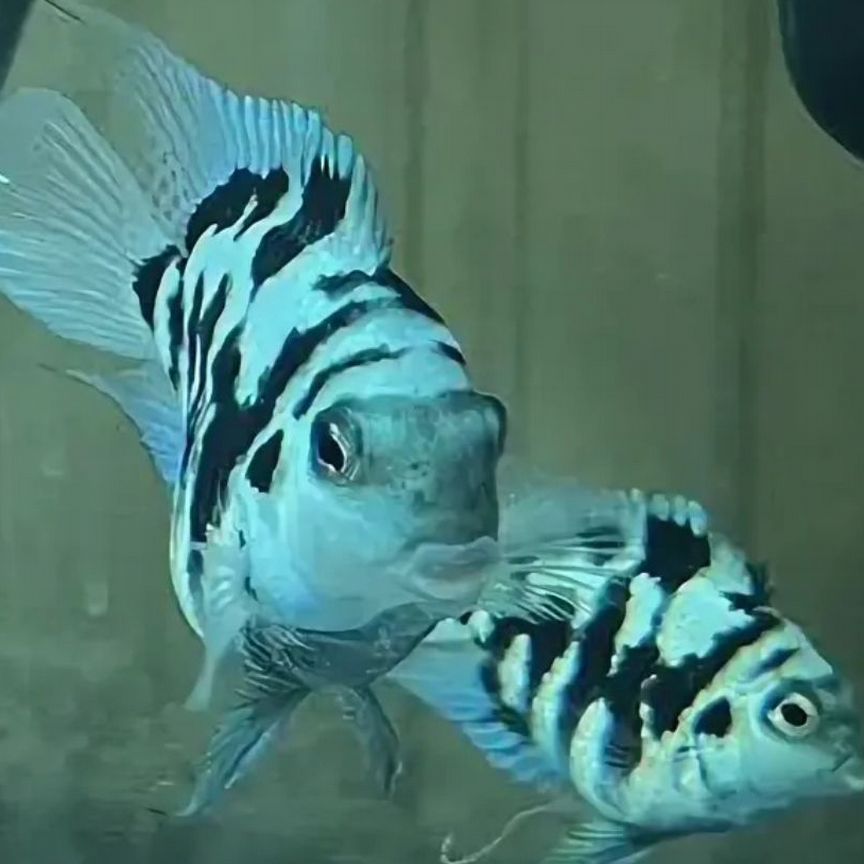 Голубой попугай