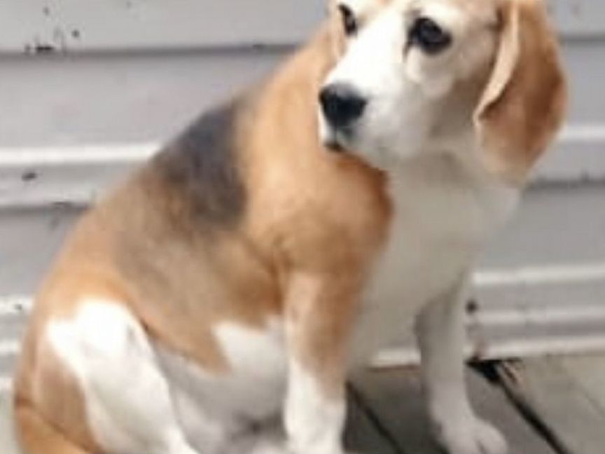 Бигль(сука) 7лет, отдам в хорошие руки