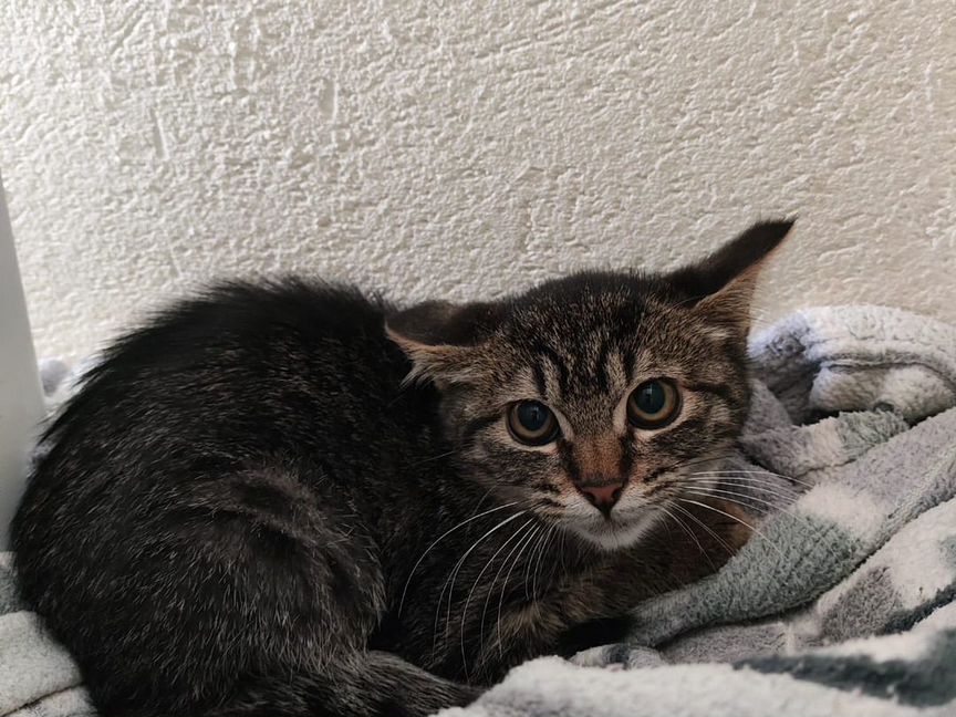 Очень нужна передержа девочке или дом