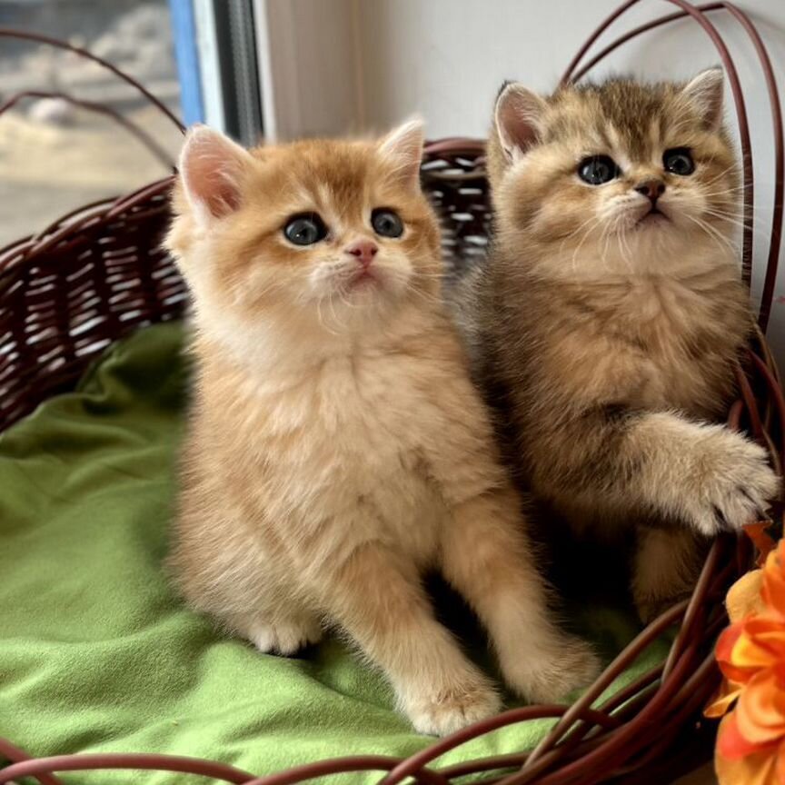 Шотландский прямоухий короткошёрстный котёнок