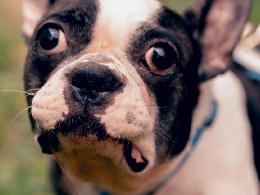 Французский бульдог Брюлик