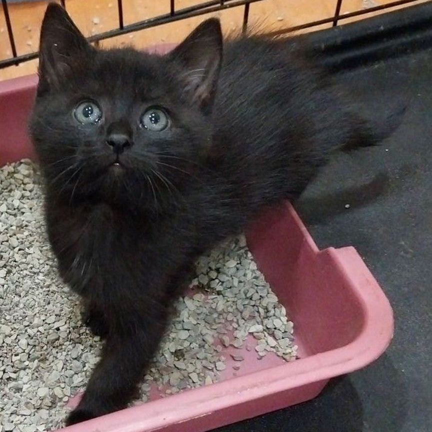 Красивый Черныш с выразительными глазками(1,5 мес)