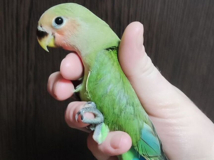 Попугай неразлучники птинец