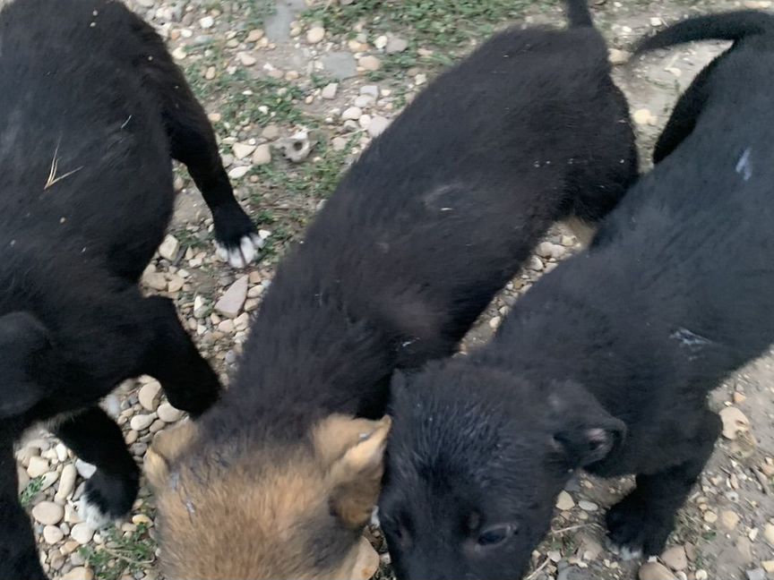 Щенки беспородные