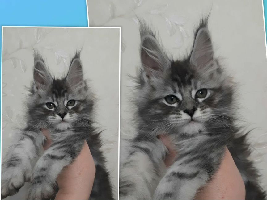 Мейн-кун полидакт котята Мальчик серебряный