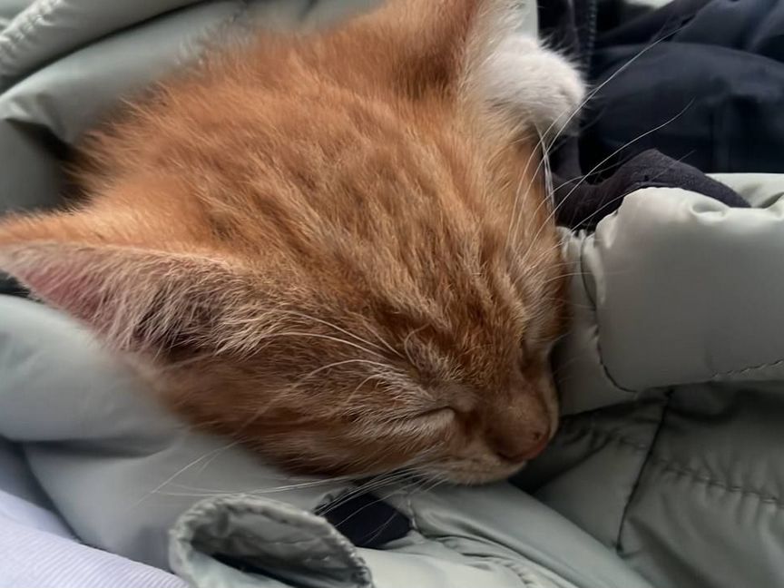 Рыжий котенок в добрые руки