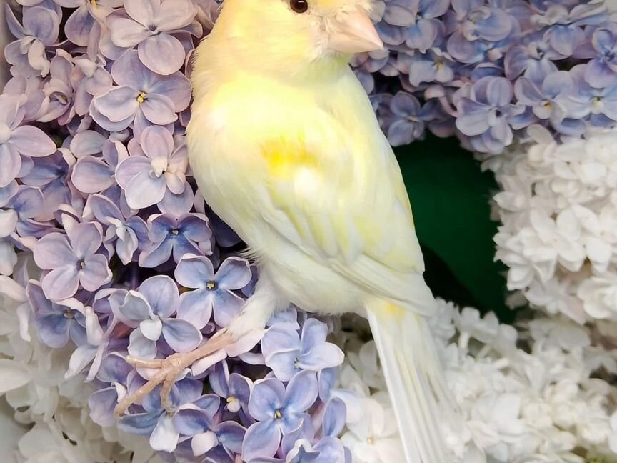 Кенара и канарейки