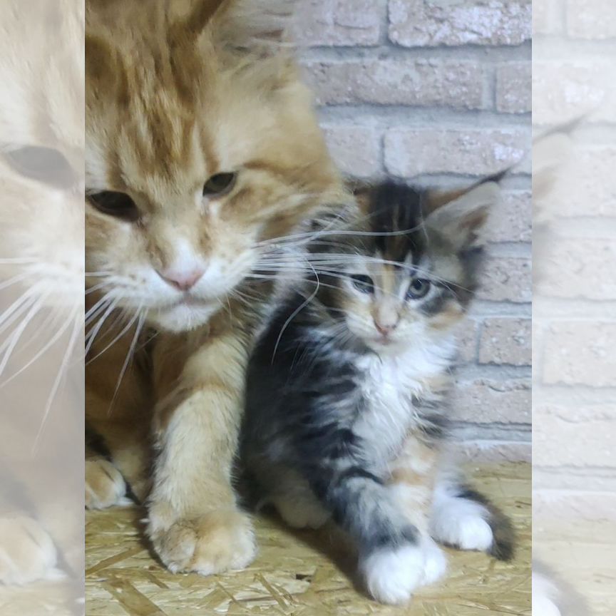 Мейн-кун котёнок