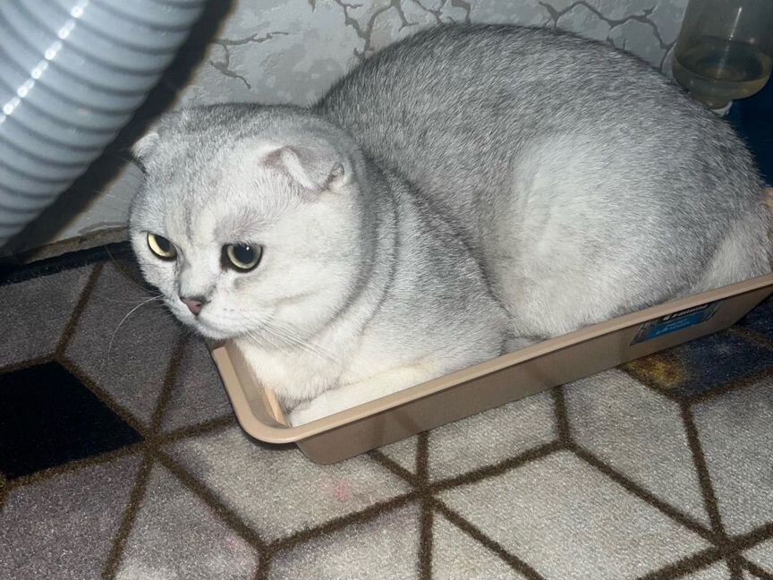 Золотая шиншилла