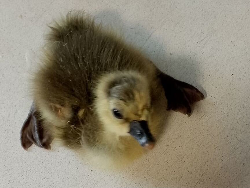 Продам уток кур цеплят гусят есть инкуб яицо