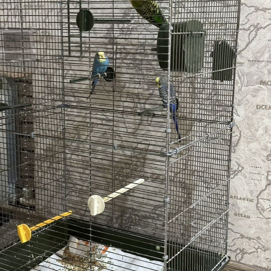 Волнистый попугай с клеткой