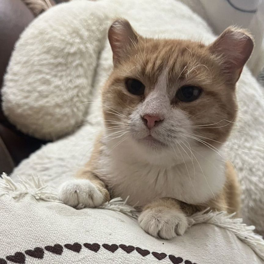 Кошечка