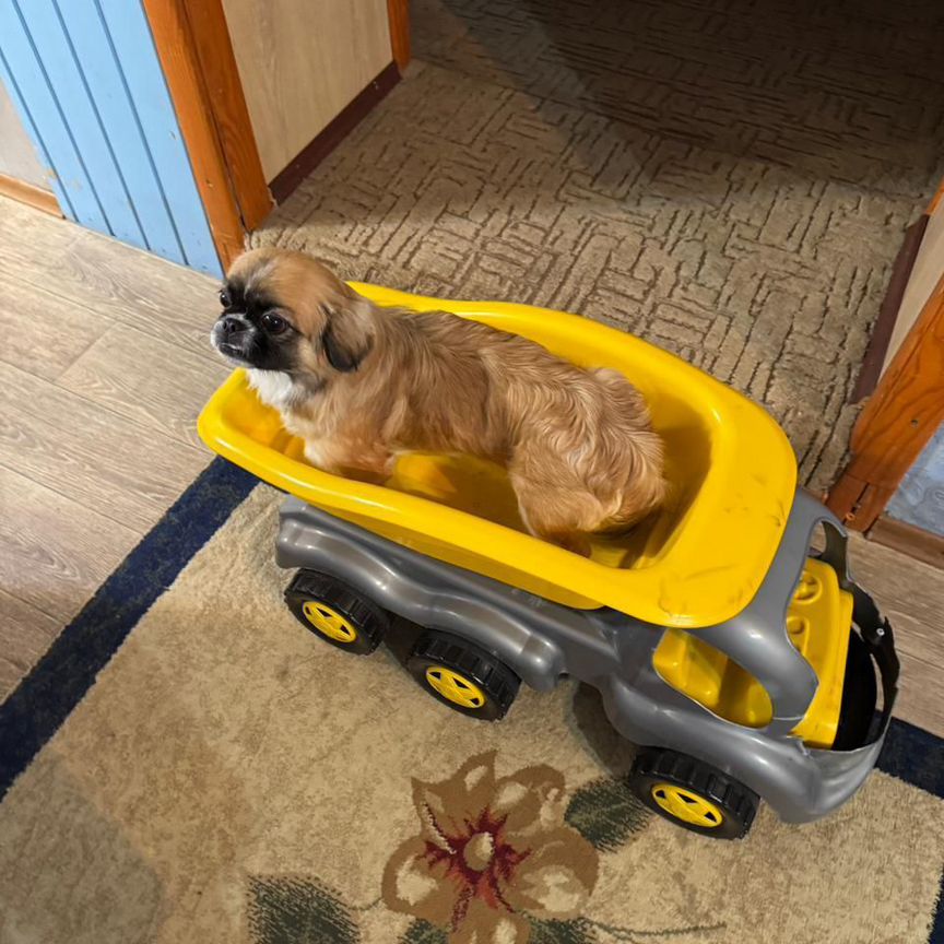 Потерялась собака